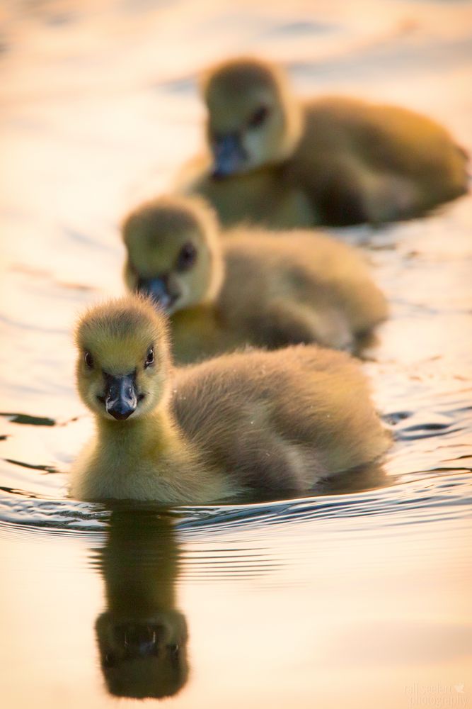 Tick, Trick & Track Foto & Bild | wasser, teich, natur Bilder auf ...