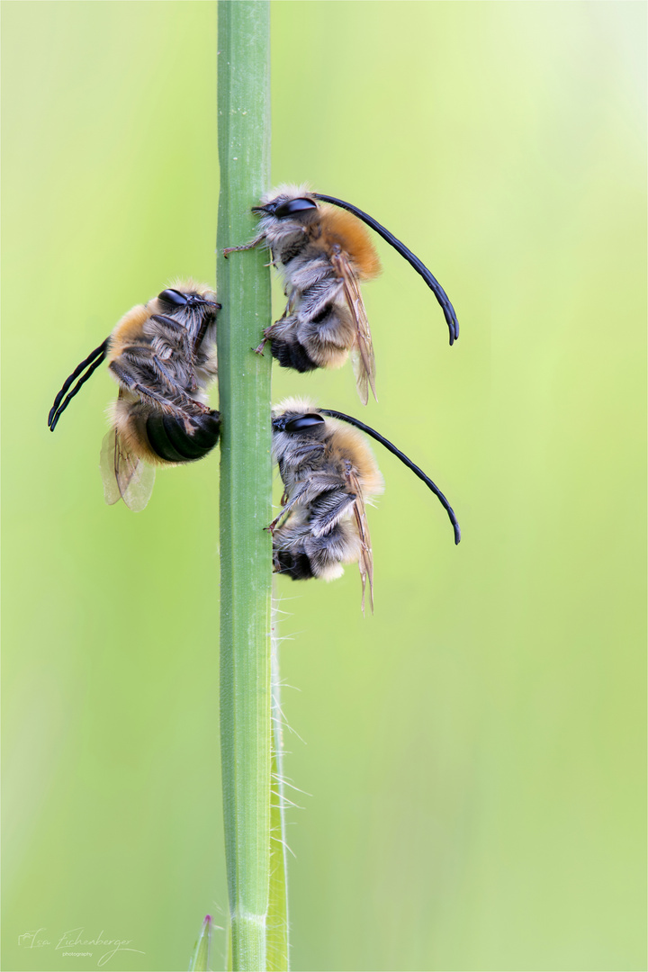 Tick, Trick und Track Foto & Bild | fotos, makro, natur Bilder auf ...