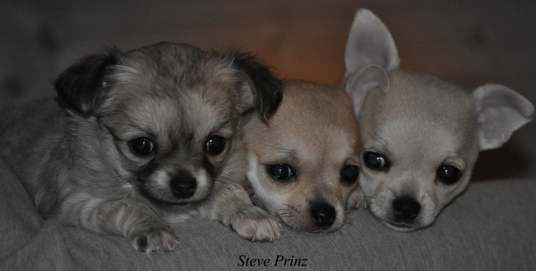 Tick, Trick und Track Foto & Bild | tiere, tierkinder, natur Bilder auf ...