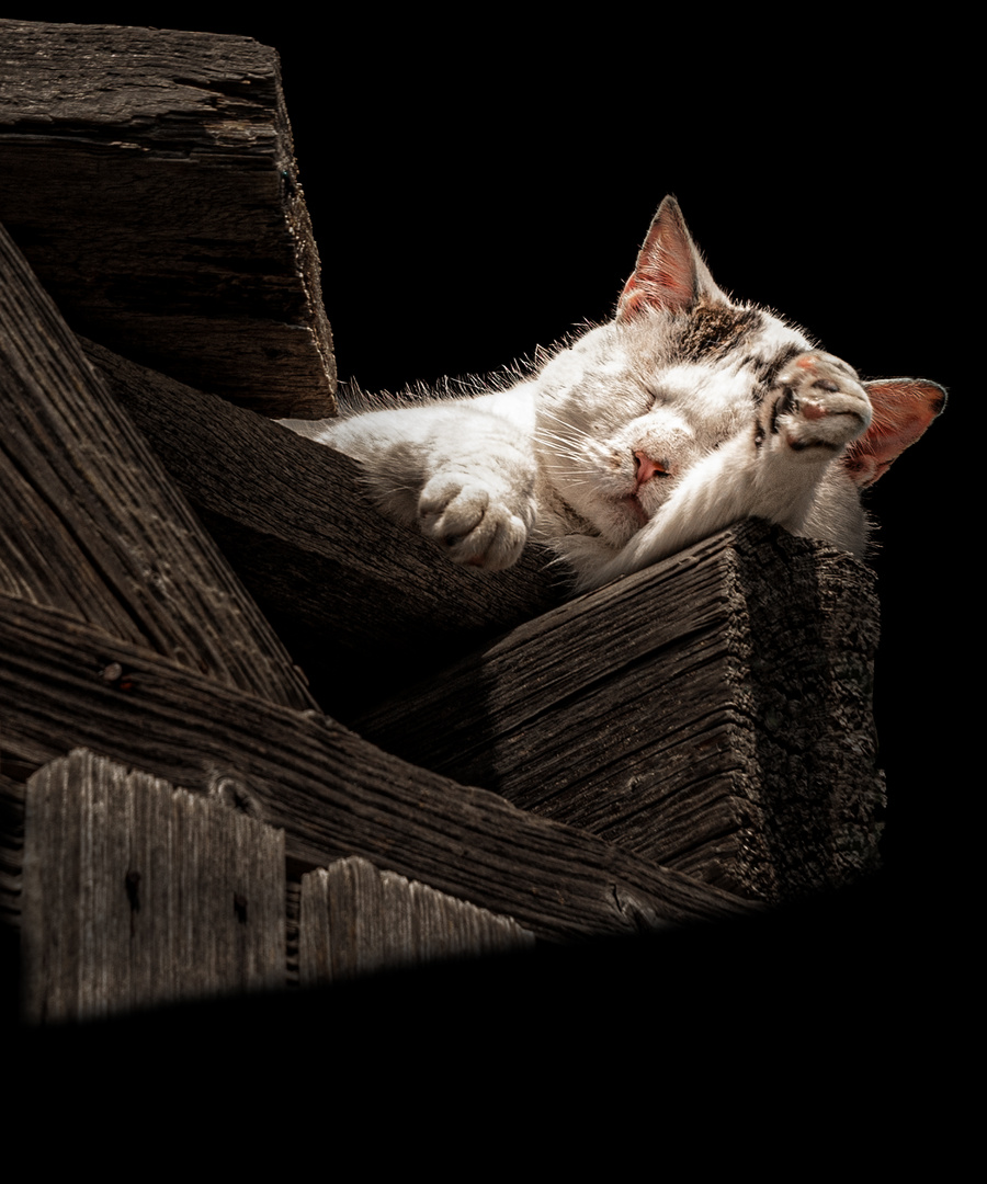 Tief... Foto & Bild | tiere, haustiere, katzen Bilder auf fotocommunity