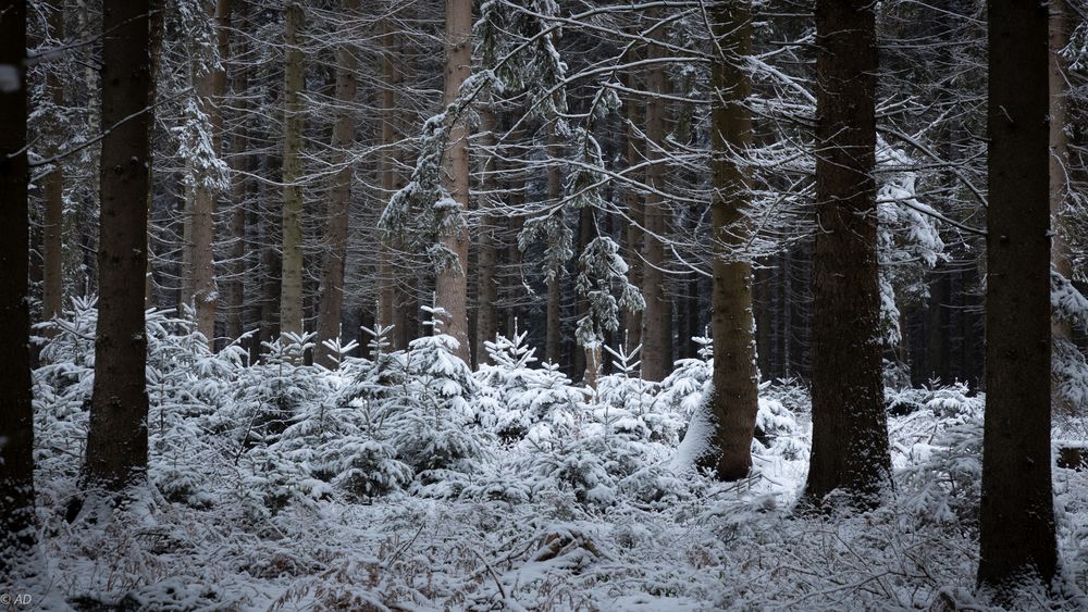 Tief im Wald war eine Lichtung ... Foto & Bild | landschaft ... Tief im Wald war eine Lichtung ... Foto & Bild | landschaft ...
