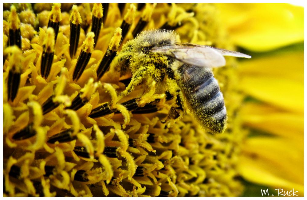 Tief versunken in den Pollen ! Foto & Bild | natur-kreativ, natur ...