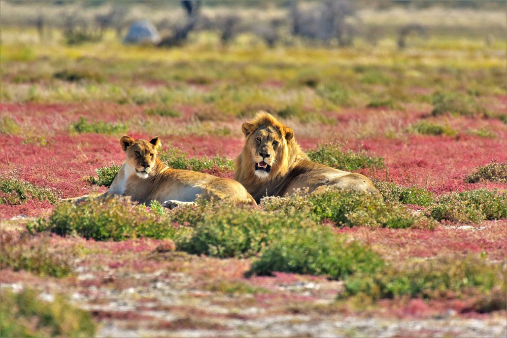 Tiefenentspannt Foto & Bild | world, natur, namibia Bilder auf fotocommunity