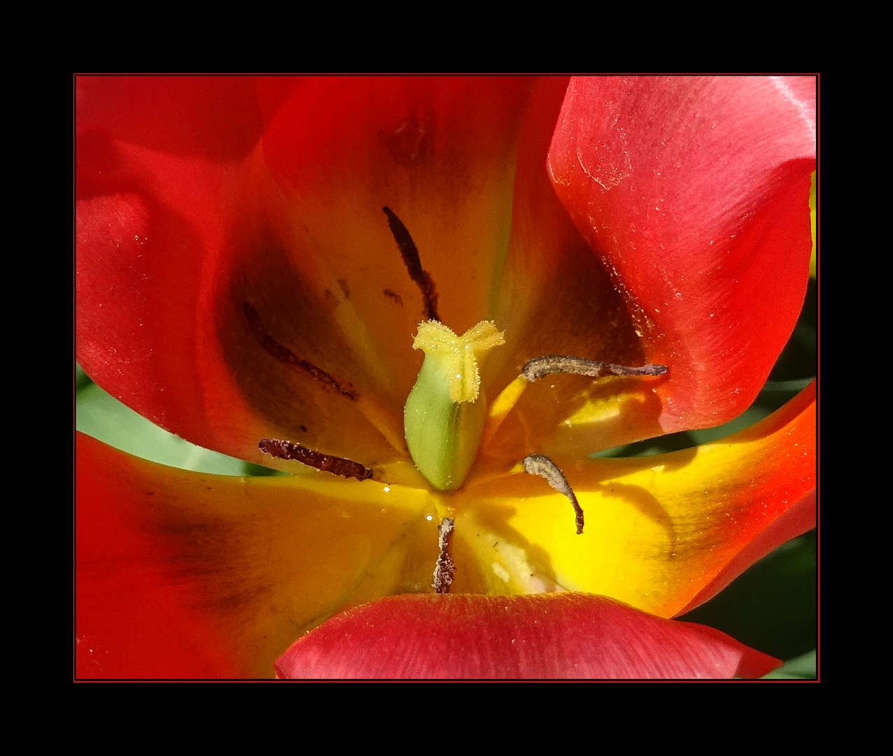 tiefer Einblick Foto & Bild | tulpen, natur, blumen Bilder auf ... tiefer Einblick Foto & Bild | tulpen, natur, blumen Bilder auf ...