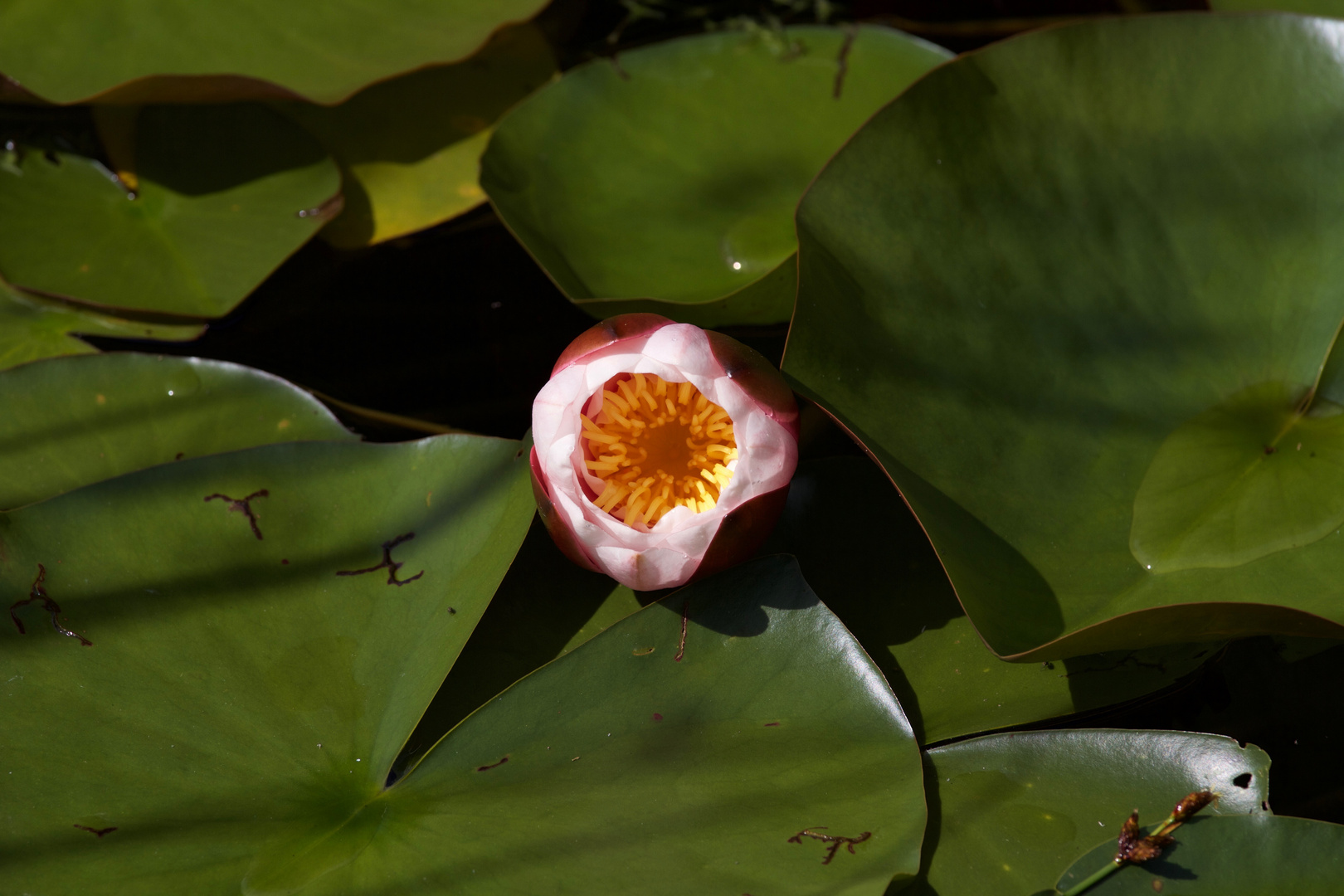 ..tiefer Einblick... Foto & Bild | natur, pflanzen, blüten Bilder auf ... ..tiefer Einblick... Foto & Bild | natur, pflanzen, blüten Bilder auf ...