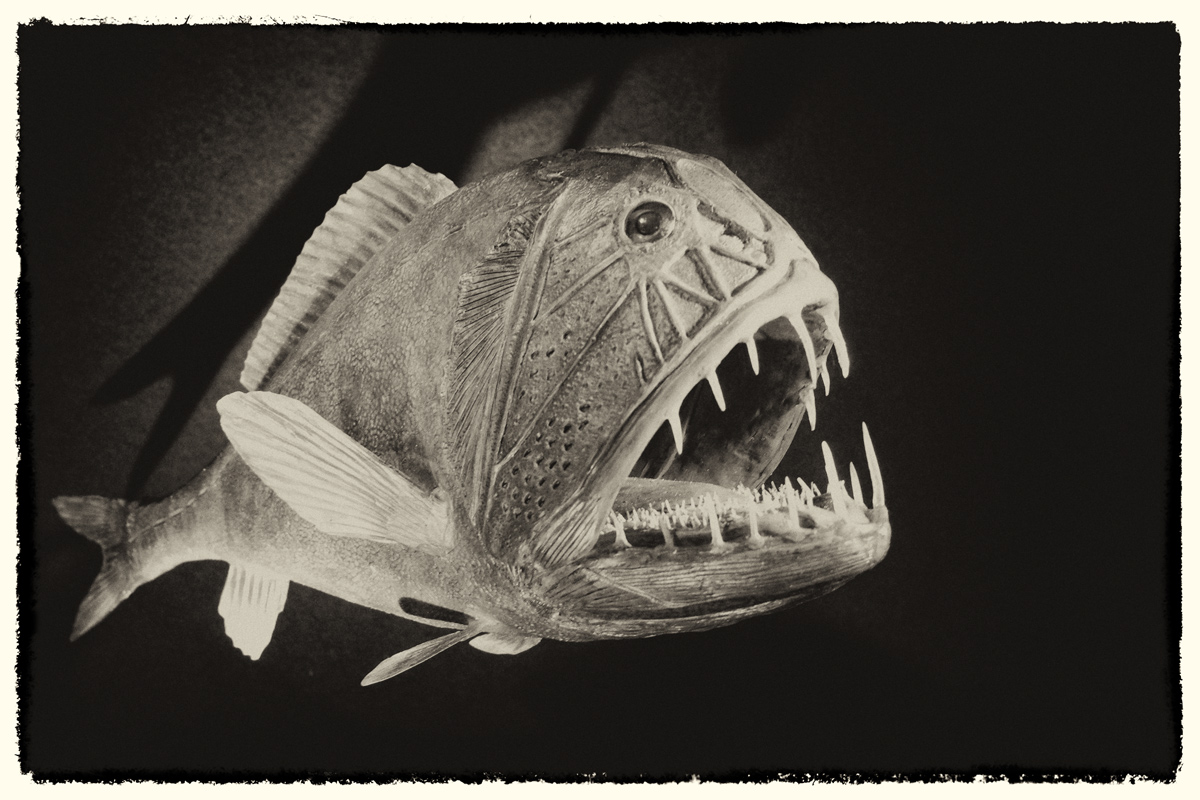 Tiefseefisch Foto & Bild | natur, tiere, wildlife Bilder auf fotocommunity