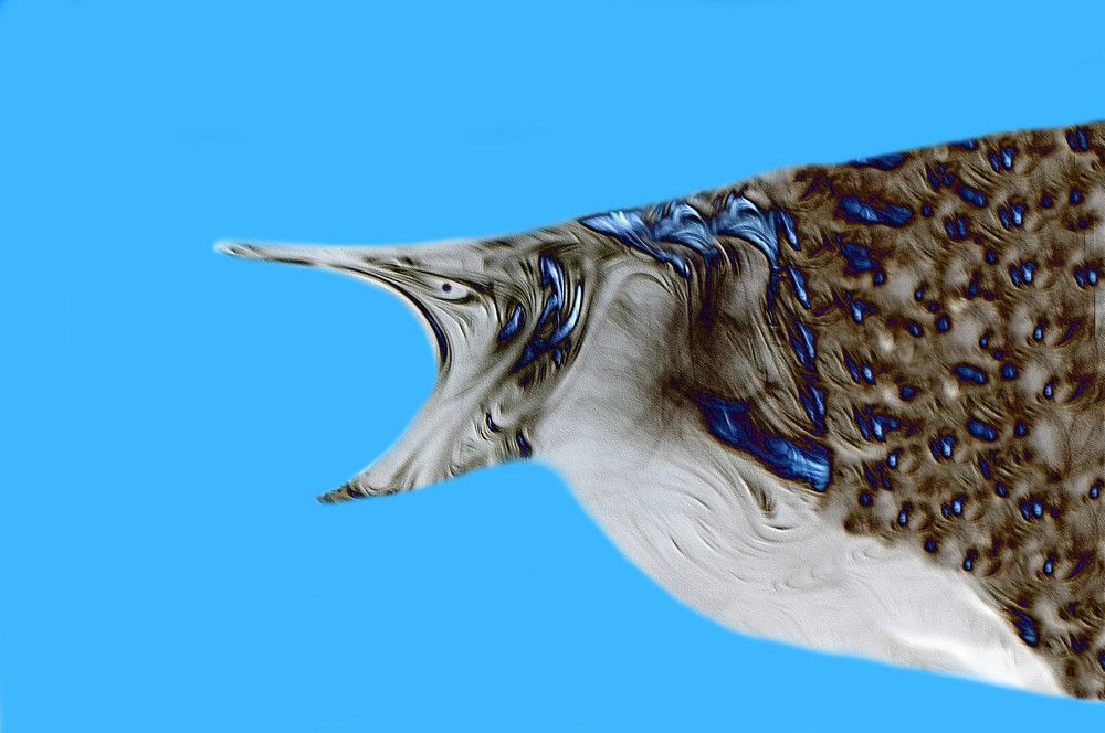 "Tiefseefisch" Foto & Bild | experimente, spezial Bilder auf fotocommunity