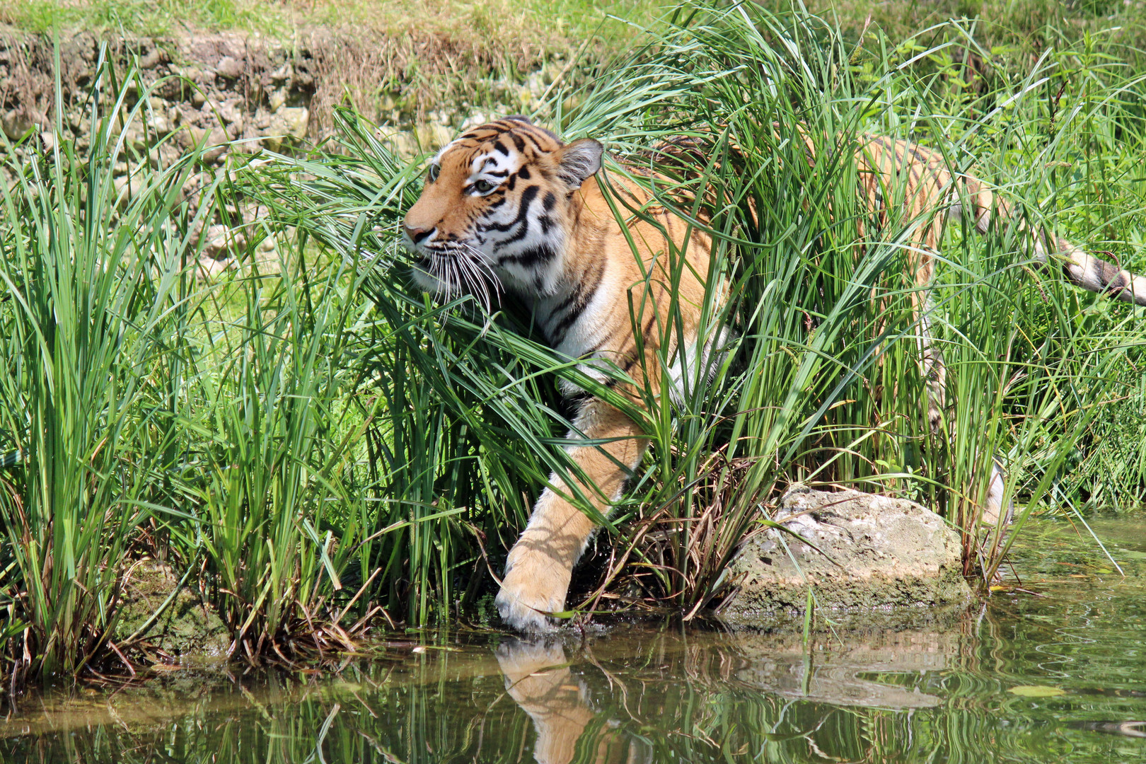 Tieger Foto & Bild | portfolio, natur, katze Bilder auf fotocommunity