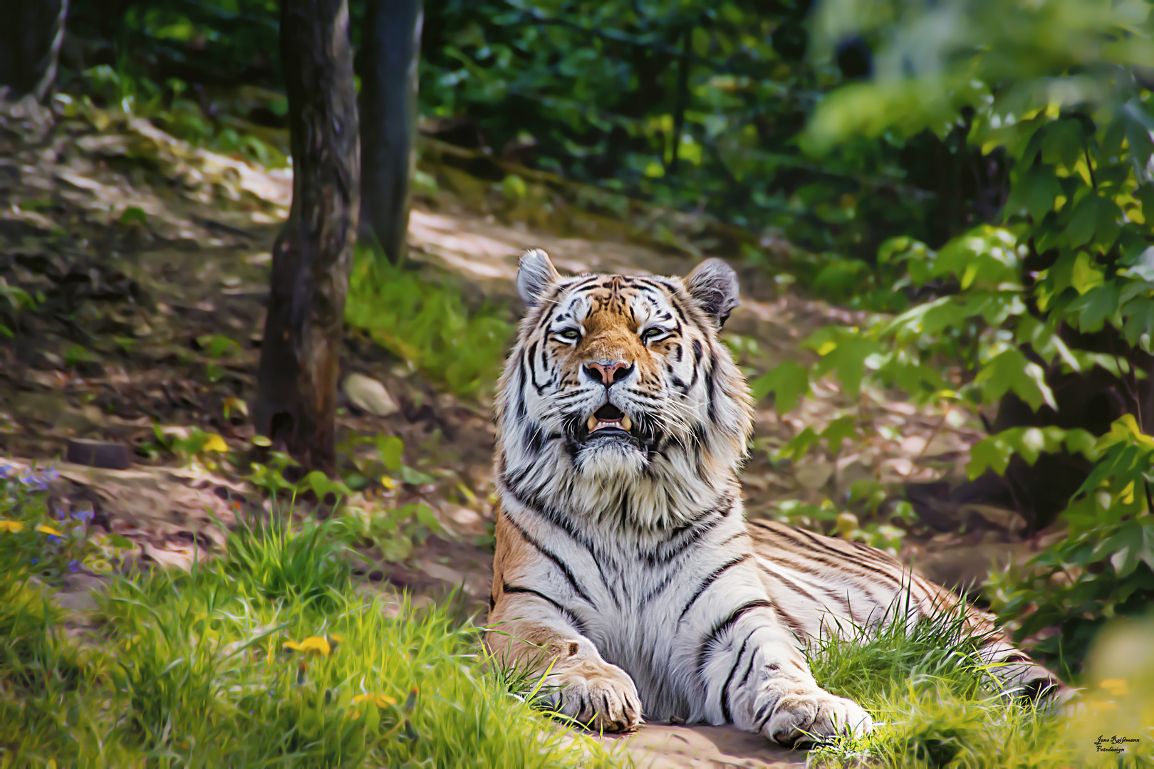 Tieger Foto & Bild | tiere, zoo, wildpark & falknerei, säugetiere ...