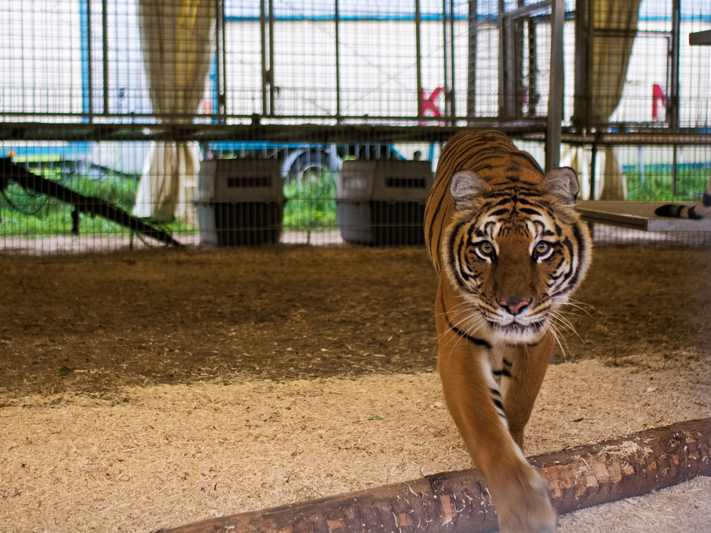 Tieger P1050264-1 Foto & Bild | natur, tiere, wildlife Bilder auf ...