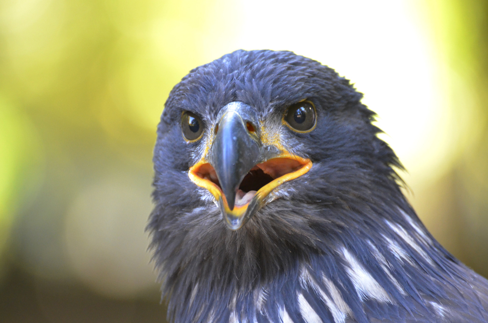Tier-Adler Foto & Bild | natur, tiere, vögel Bilder auf fotocommunity