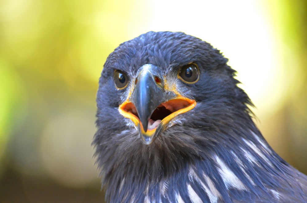 Tier-Adler Foto & Bild | natur, tiere, vögel Bilder auf fotocommunity
