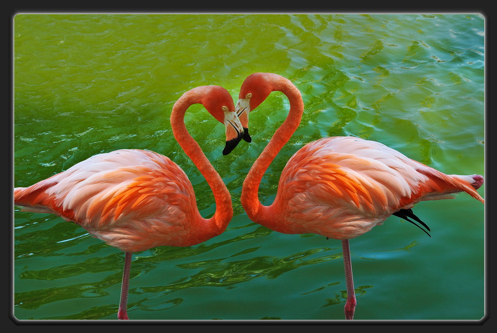 Tier - Liebe Foto & Bild | Natur, Tierfreundschaften, Tiere Bilder auf ...