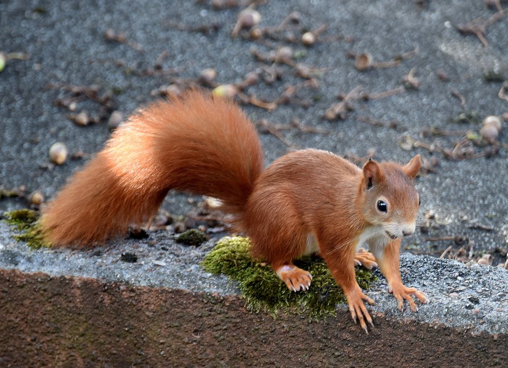 Tiere 3 Foto And Bild Tiere Wildlife Natur Bilder Auf Fotocommunity