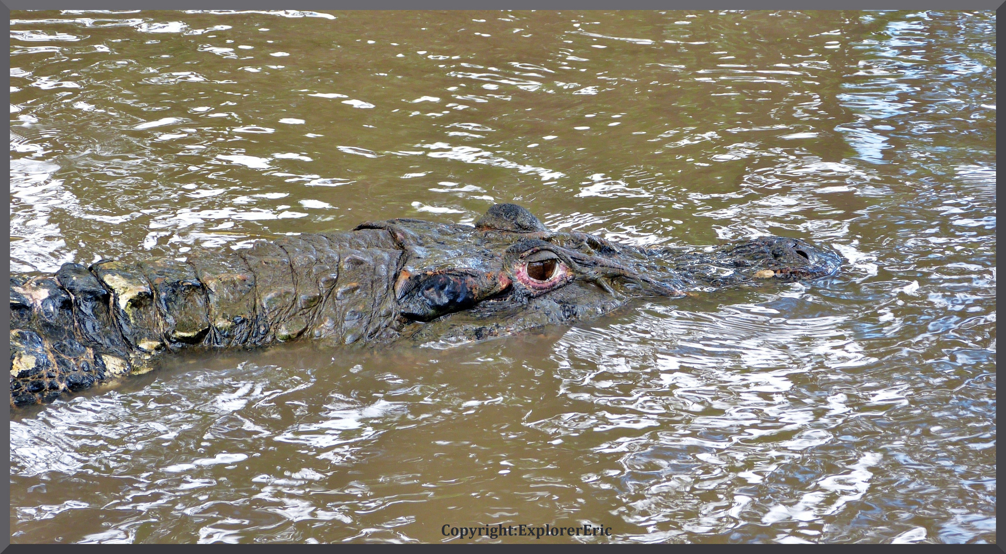 Tiere am Amazonas 5: Vorsicht: Mohrenkaiman.... Foto & Bild | tiere ...