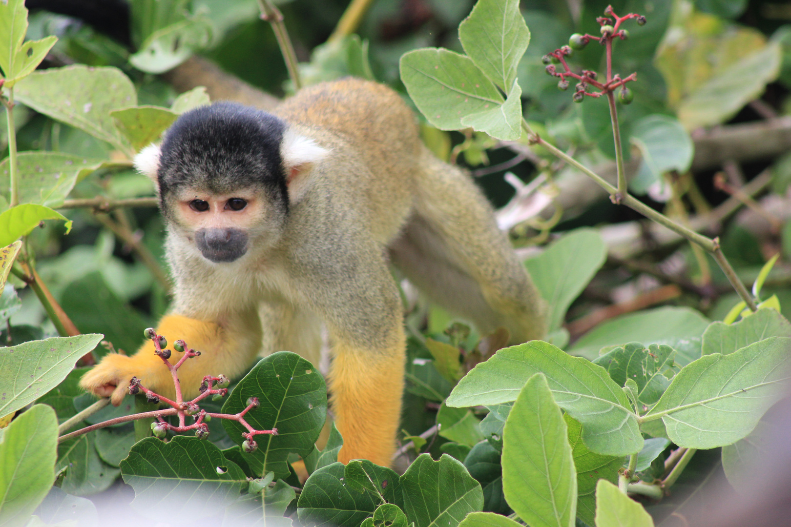 Tiere im Regenwald Foto & Bild | south america, bolivia, reise Bilder ...
