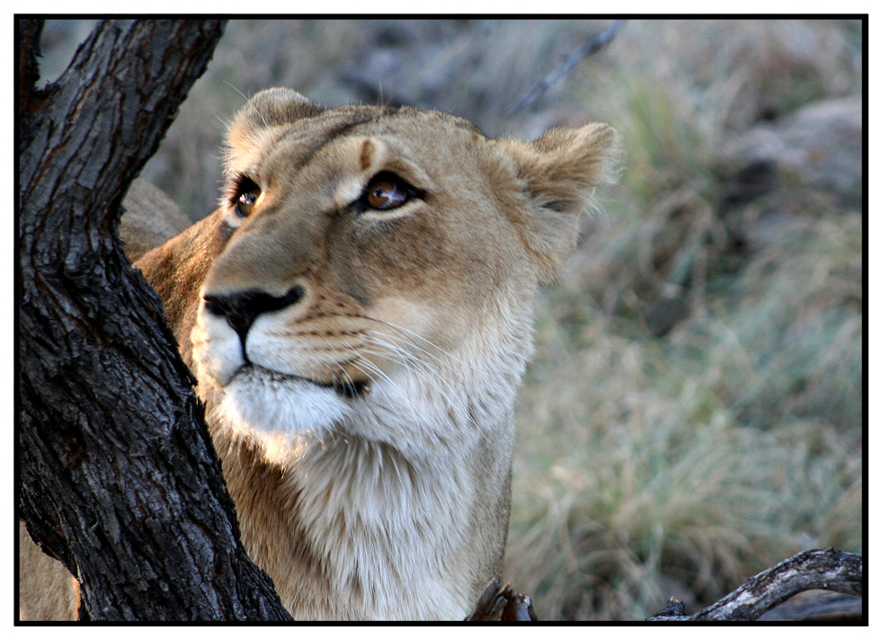 Tiere in Namibia - Löwin Foto & Bild | africa, southern africa, namibia ...