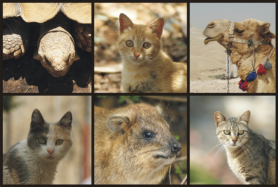 Tiere Israels Foto & Bild | reportage dokumentation, fotografik, tiere ...