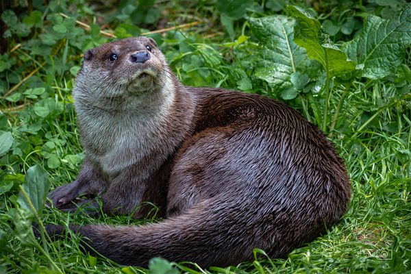 Marder, Otter, Nerze, Dachse Bilder & Fotos