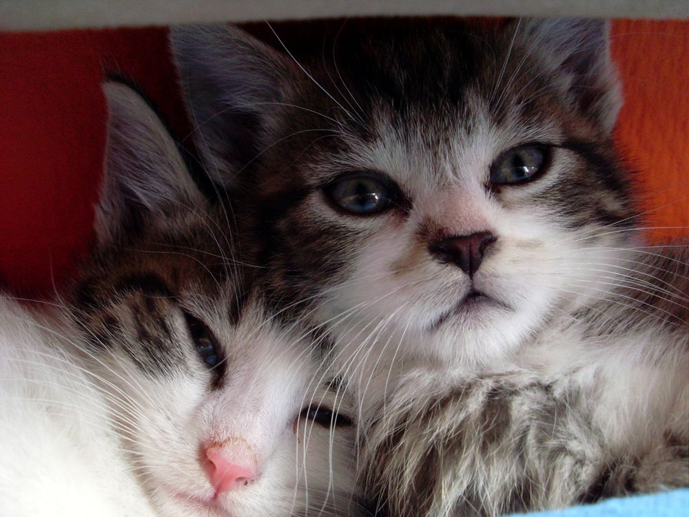 tierische Freundschaft Foto & Bild | tiere, haustiere, katzen Bilder auf fotocommunity