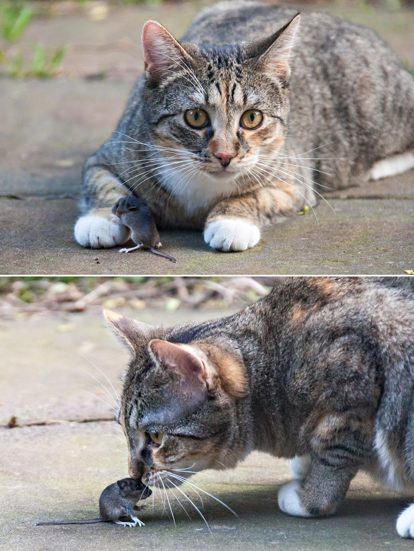 Tierischer Freund oder Feind? Foto & Bild | tiere, tierfreundschaften ... Tierischer Freund oder Feind? Foto & Bild | tiere, tierfreundschaften ...