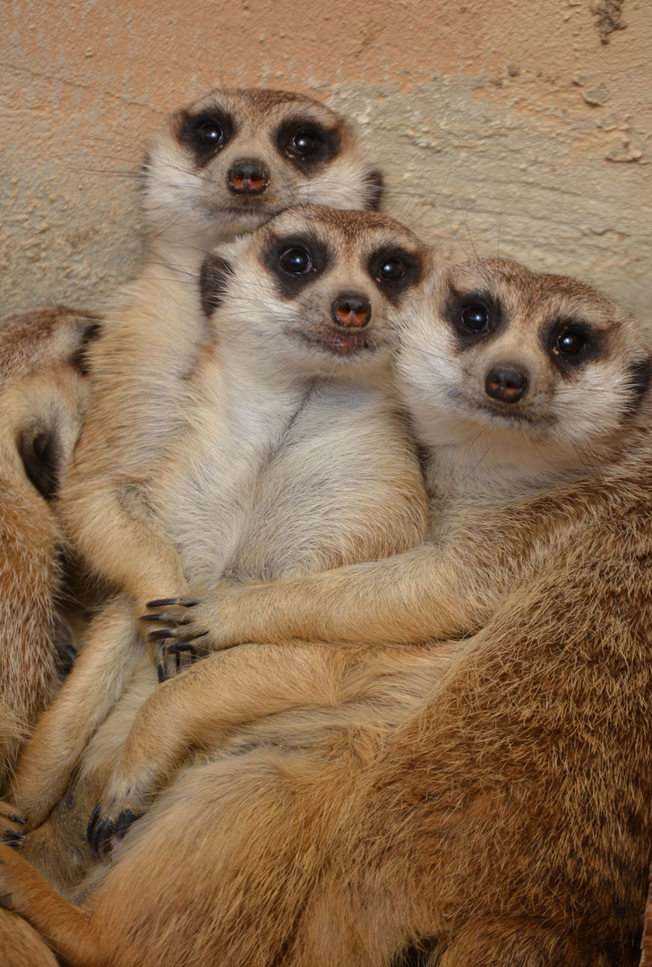 Tierisches Trio Foto & Bild | tiere, zoo, wildpark & falknerei ...