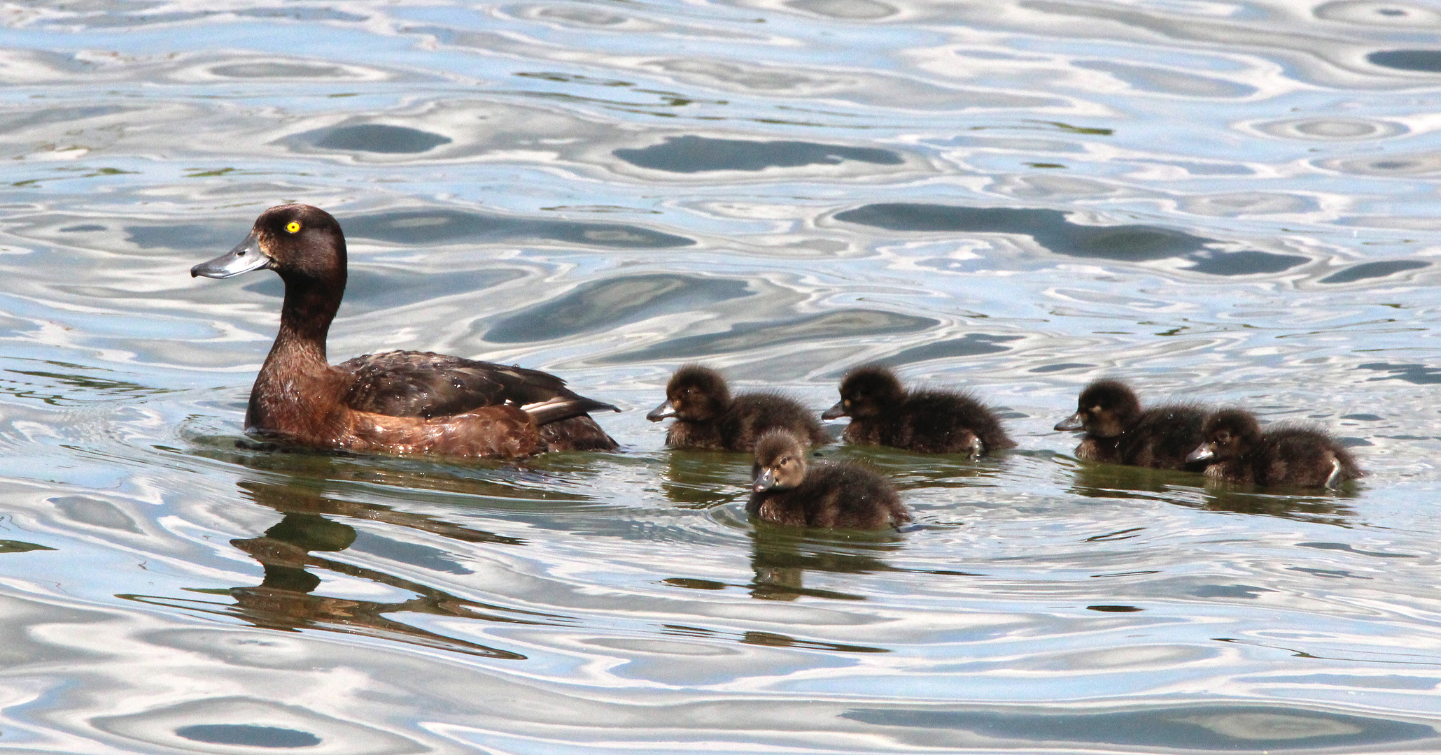 Tierkinder 2018 Foto & Bild | tiere, wildlife, wild lebende vögel ...