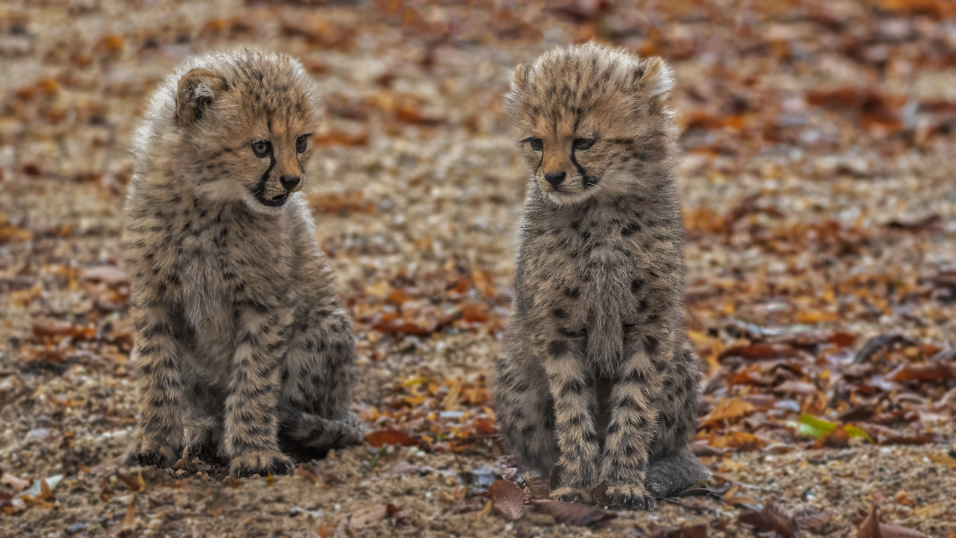 Tierkinder Foto & Bild | deutschland, europe, nordrhein- westfalen ...
