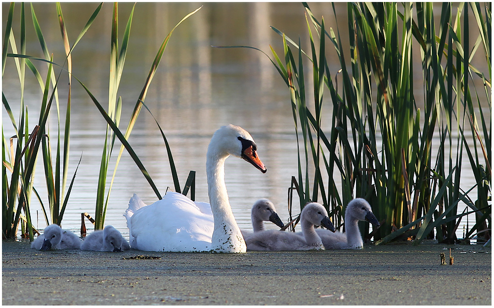 Tierkinder.. Foto & Bild | tiere, wildlife, wild lebende vögel Bilder ...