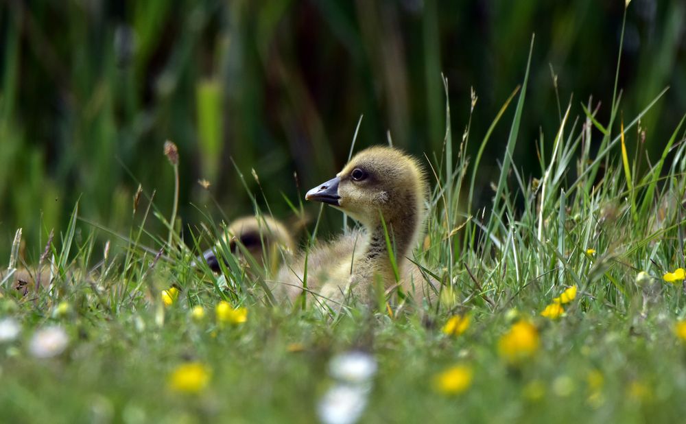 Tierkinder Foto & Bild | tiere, wildlife, wild lebende vögel Bilder auf ...