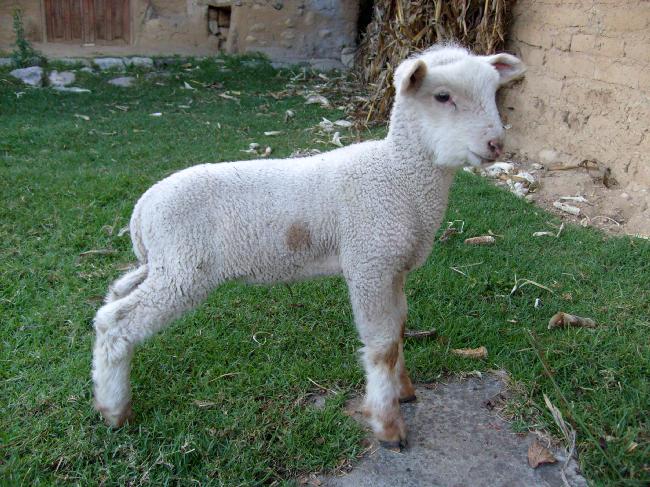 tierno corderito... Imagen & Foto | animales, animales domésticos ...