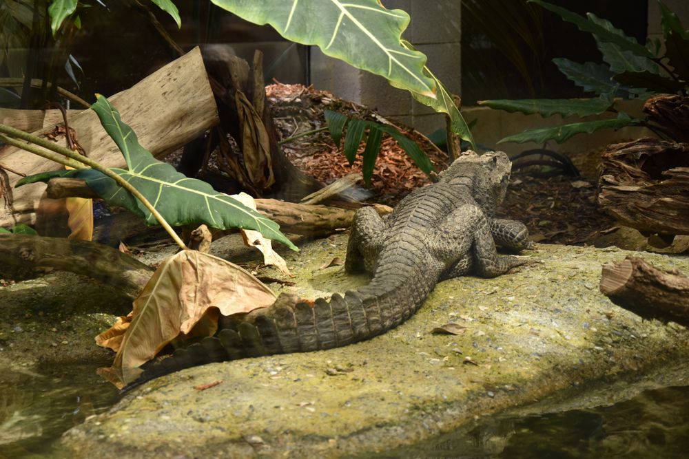 Tierpark Dählhölzli Bern Foto & Bild | tiere, zoo, wildpark & falknerei ...