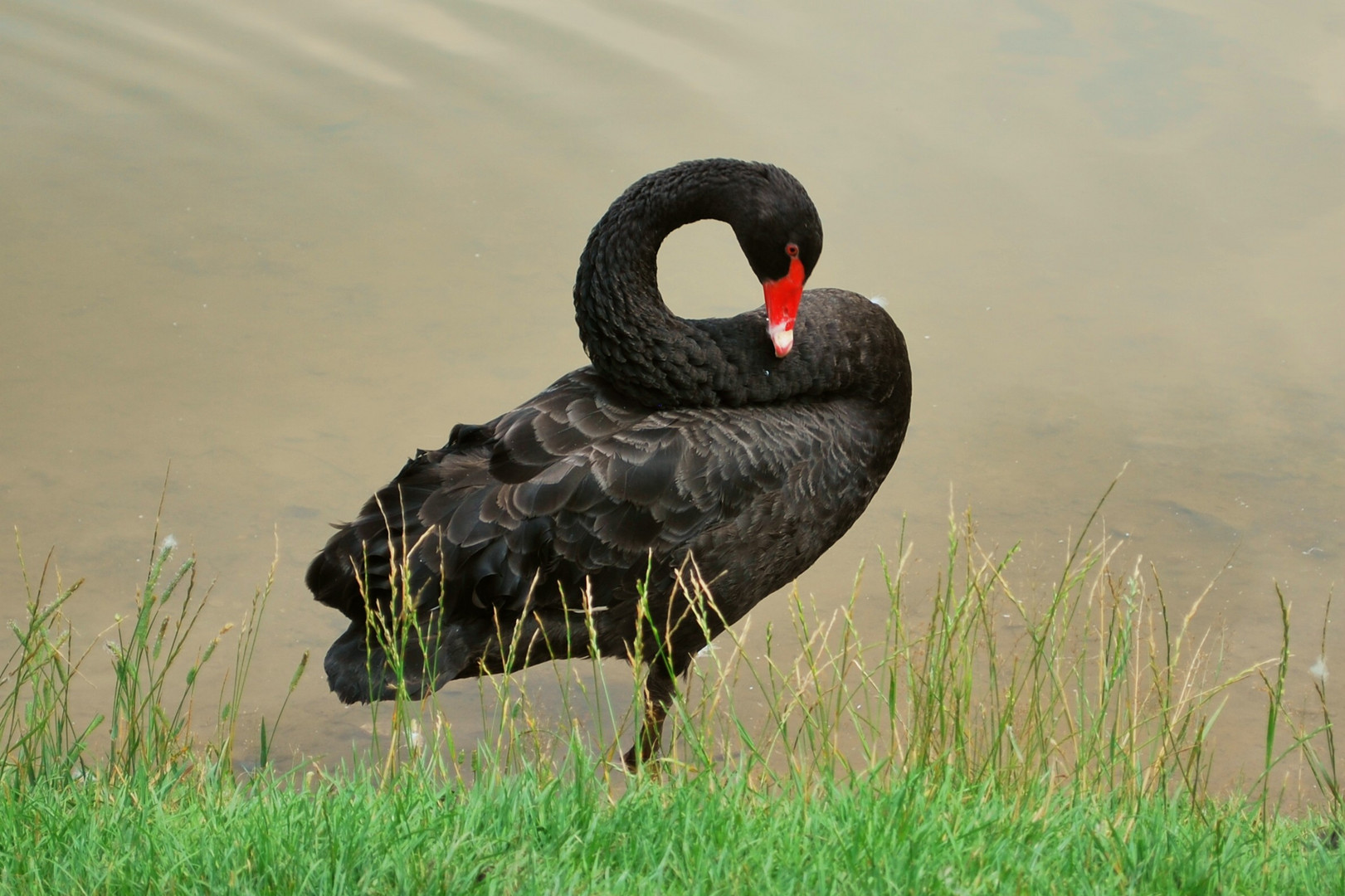 Tierpark Rheinböllen Foto & Bild | tiere, wildlife, wild lebende vögel ...