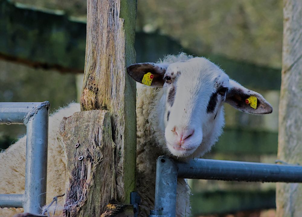 Tierpark - Schaf Foto & Bild | tiere, schaf, natur Bilder auf fotocommunity