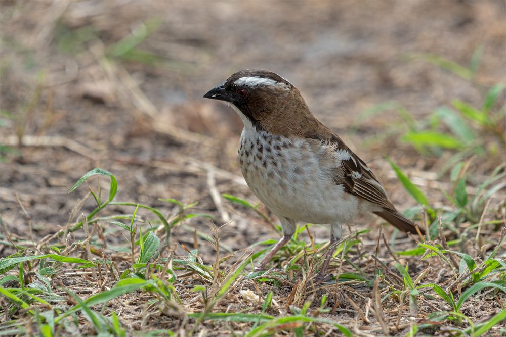 Tierwelt an der Camp Side, 04. Foto & Bild | vogel, namibia, wildlife ...
