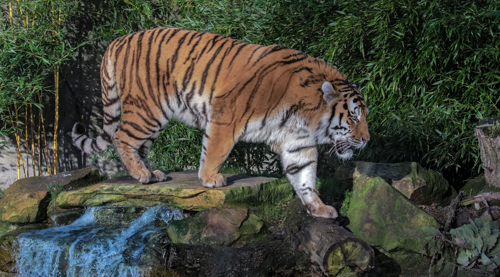 Tiger 001 Foto & Bild | deutschland, europe, nordrhein- westfalen ...