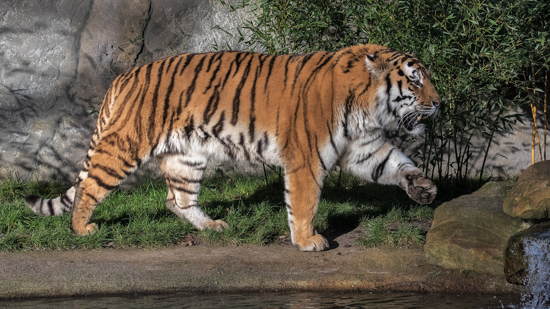 Tiger 001 Foto & Bild | deutschland, europe, nordrhein- westfalen ...