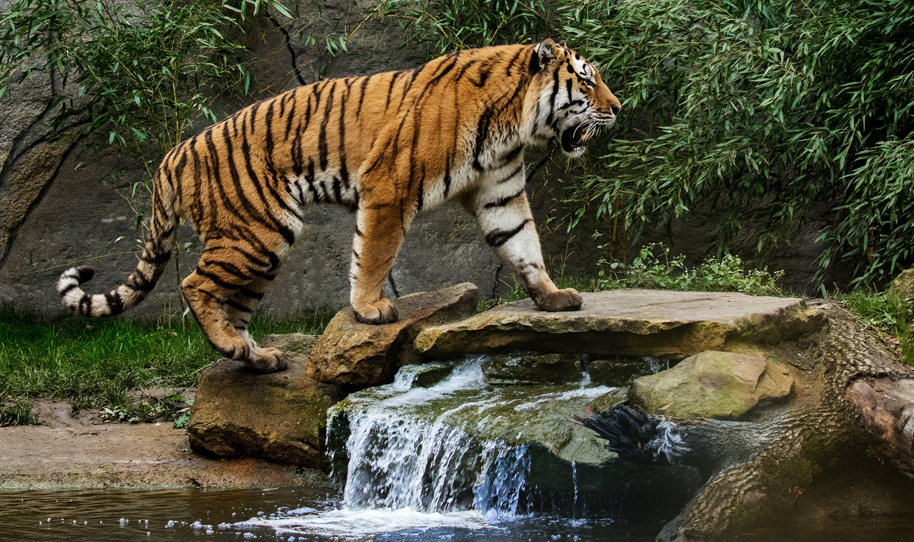 Tiger 001 Foto & Bild | deutschland, europe, nordrhein- westfalen ...