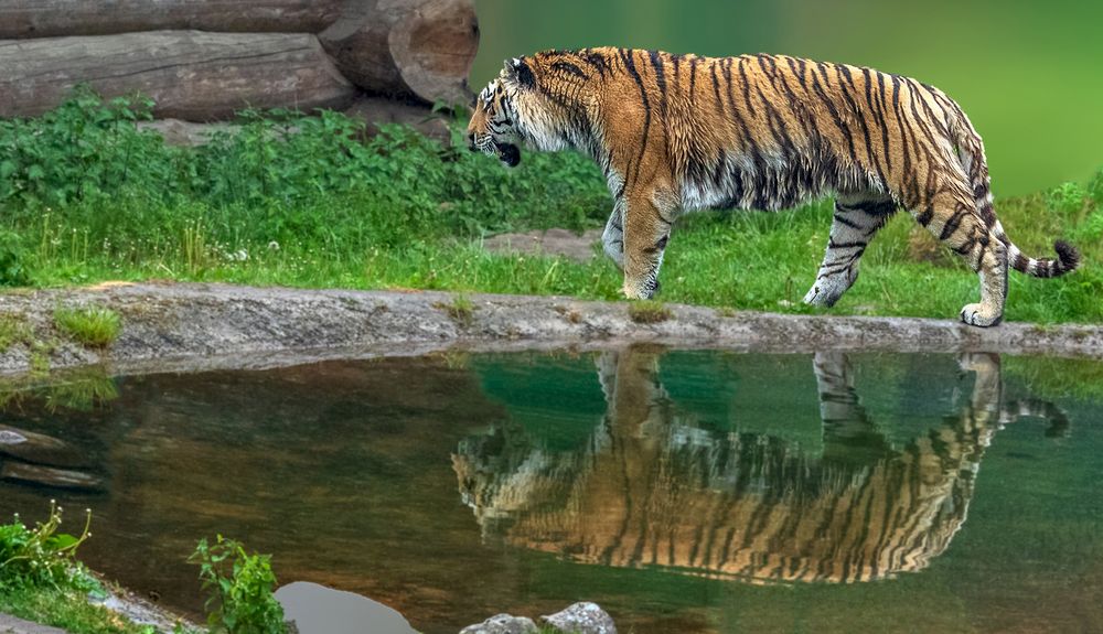 Tiger 003 Foto & Bild | deutschland, europe, niedersachsen Bilder auf ...