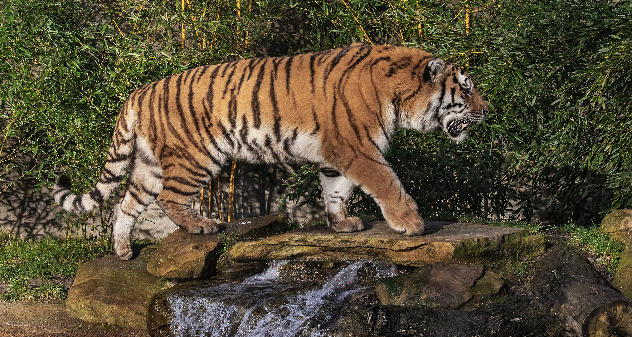 Tiger 008 Foto & Bild | deutschland, europe, nordrhein- westfalen ...