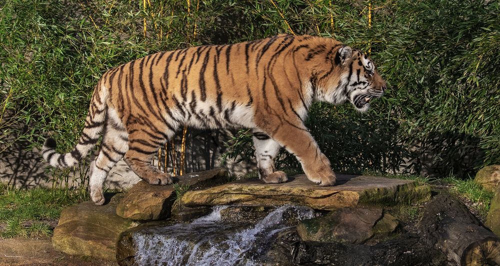 Tiger 008 Foto & Bild | deutschland, europe, nordrhein- westfalen ...