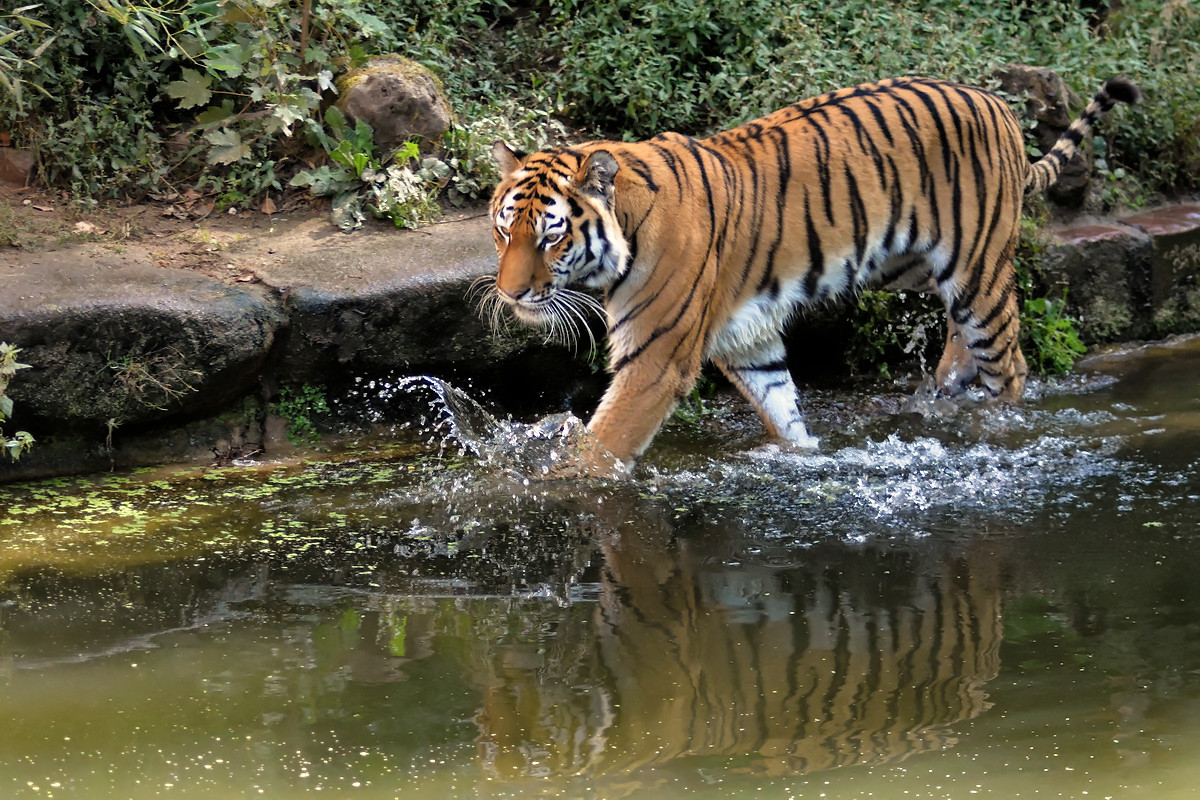 Tiger Foto & Bild | tiere, zoo, wildpark & falknerei, säugetiere Bilder ...