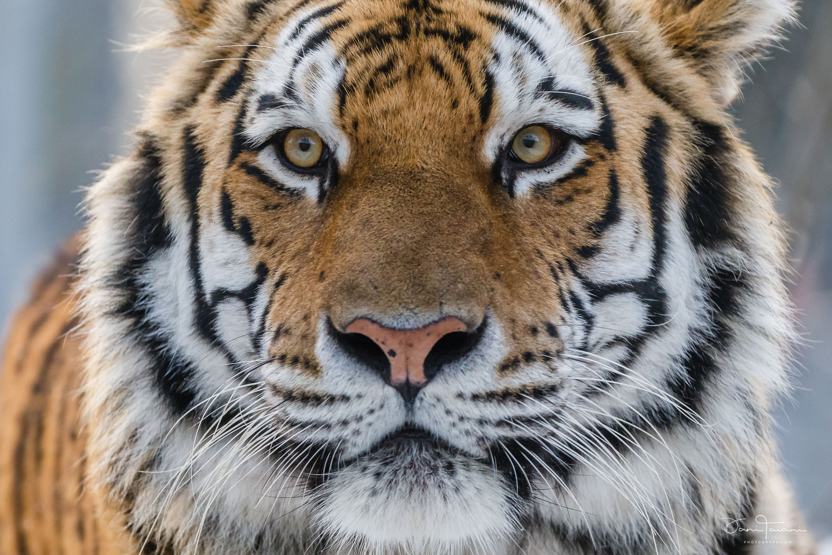 Tiger Foto & Bild | tiere, zoo, wildpark & falknerei, säugetiere Bilder ...