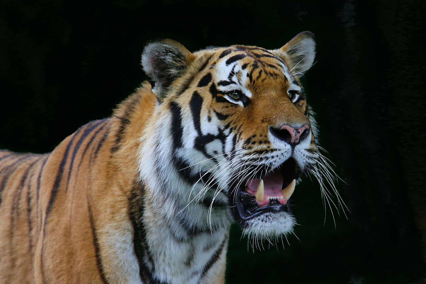 Tiger Foto & Bild | tiere, zoo, wildpark & falknerei, säugetiere Bilder ...