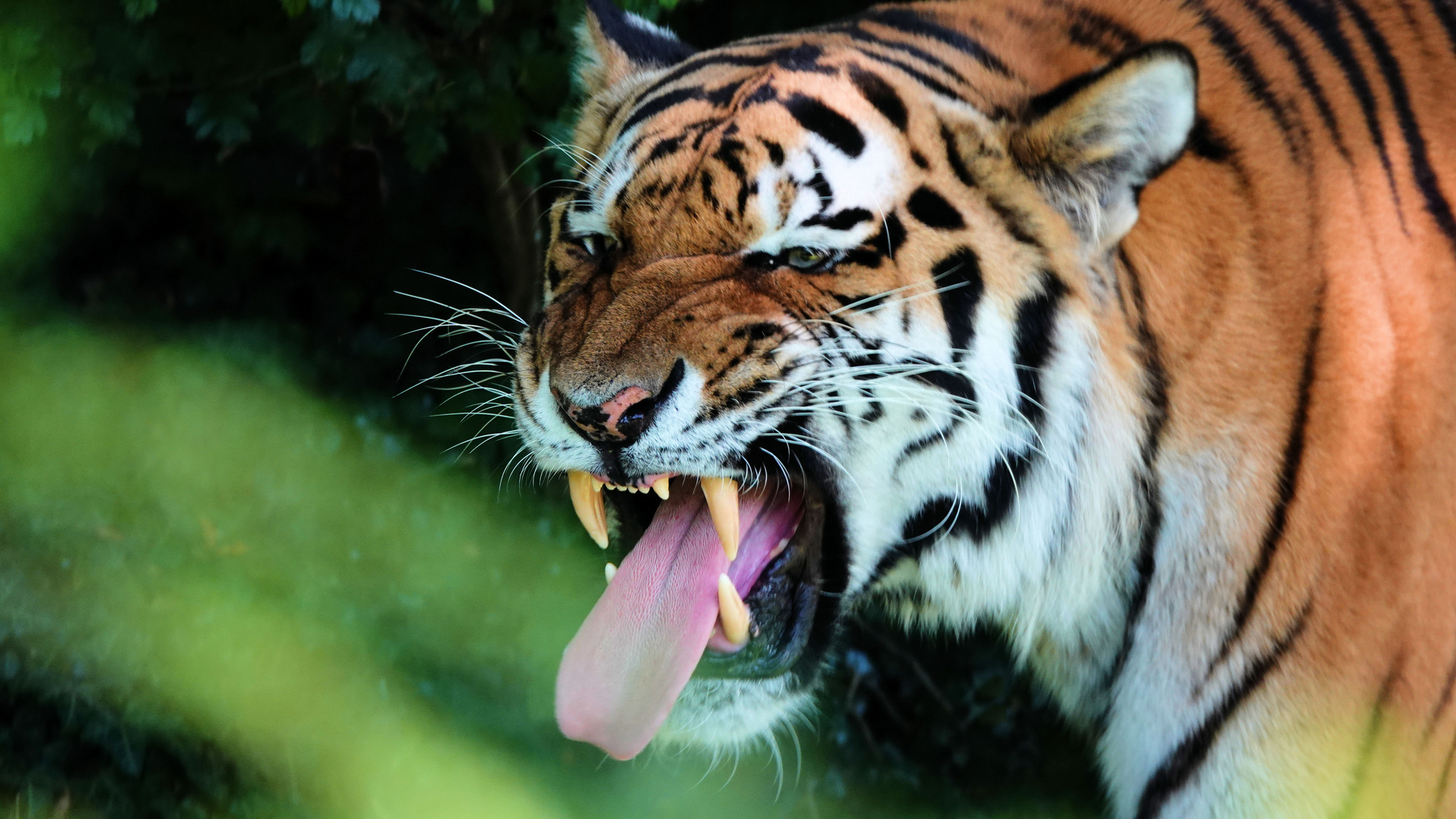 Tiger Foto & Bild | fotos, natur, zoo Bilder auf fotocommunity