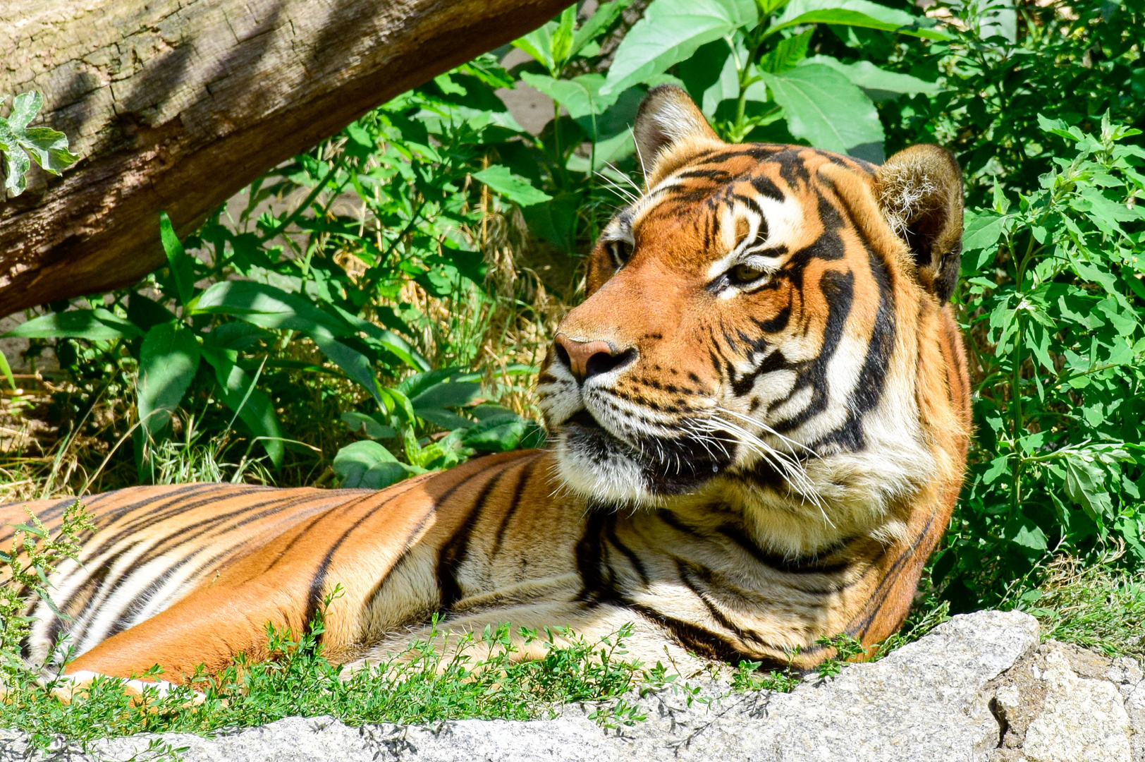 Tiger Foto & Bild | tiere, zoo, tiger Bilder auf fotocommunity