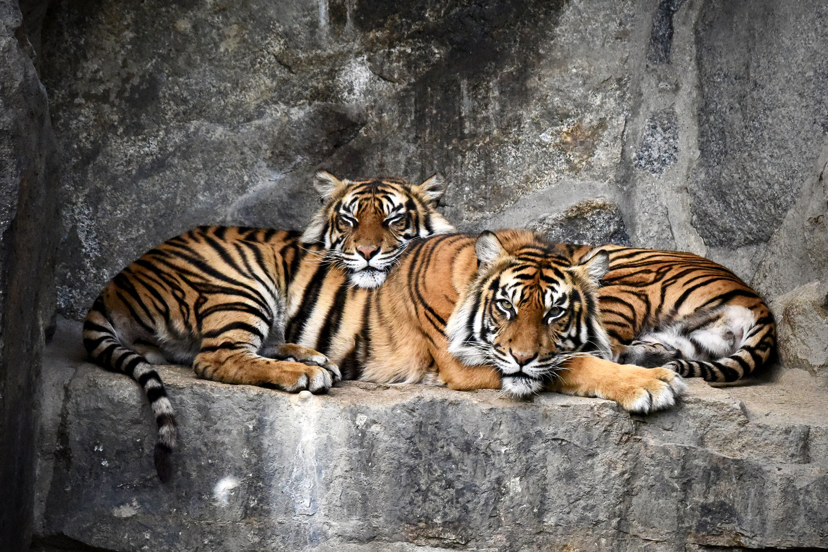 Tiger Foto & Bild | tiger, panthera tigris Bilder auf fotocommunity