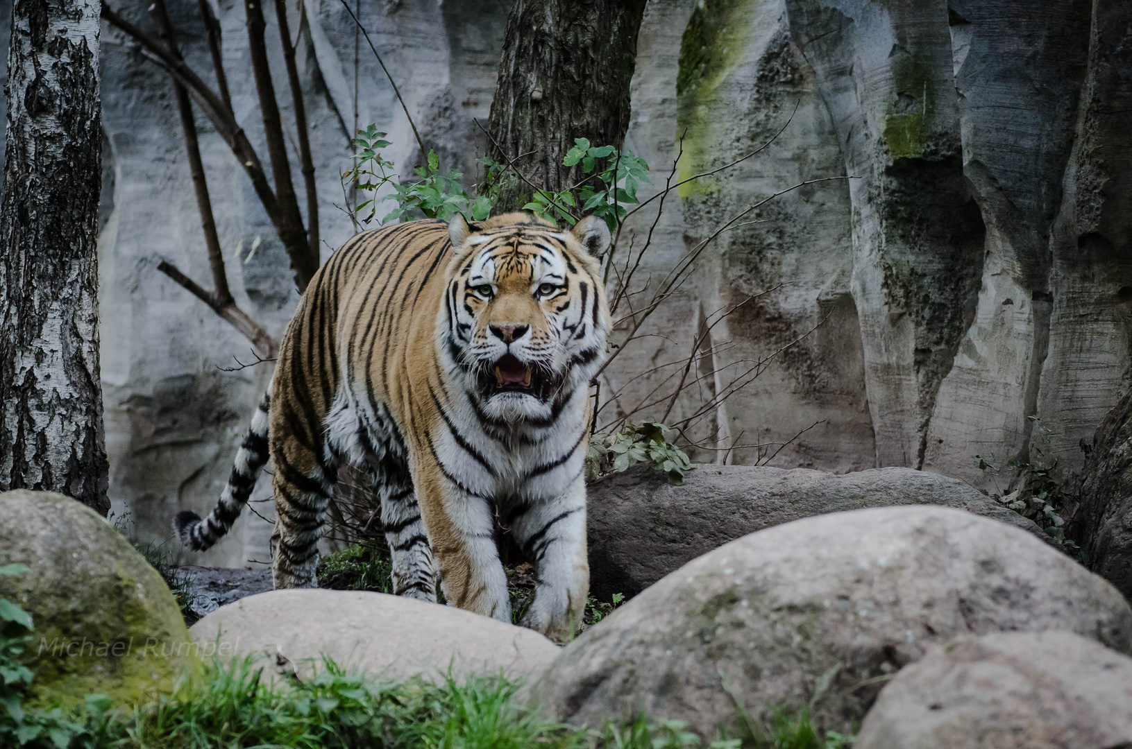 Tiger Foto & Bild | tiere, zoo, wildpark & falknerei, säugetiere Bilder ...