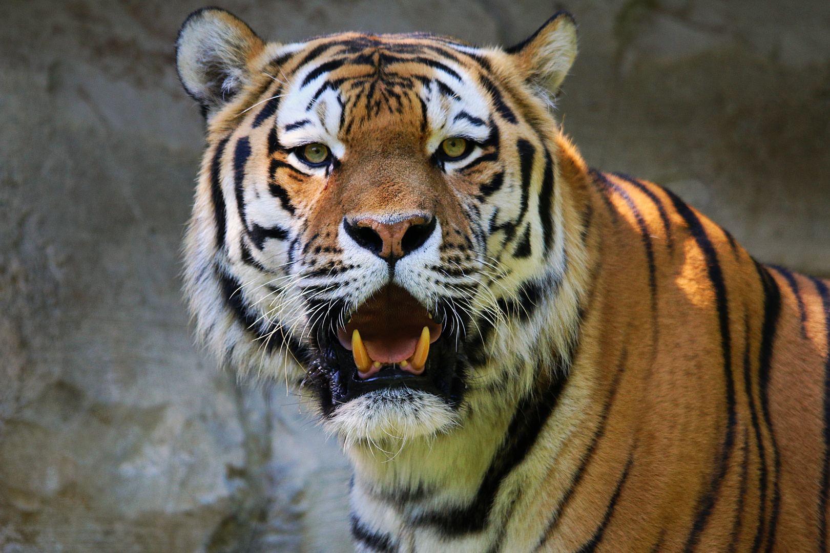 Tiger Foto & Bild | tiere, zoo, wildpark & falknerei, eigende bilder ...