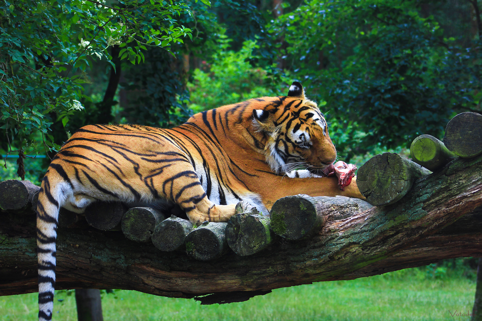 Tiger am Essen Foto & Bild | tiere, zoo, wildpark & falknerei ...